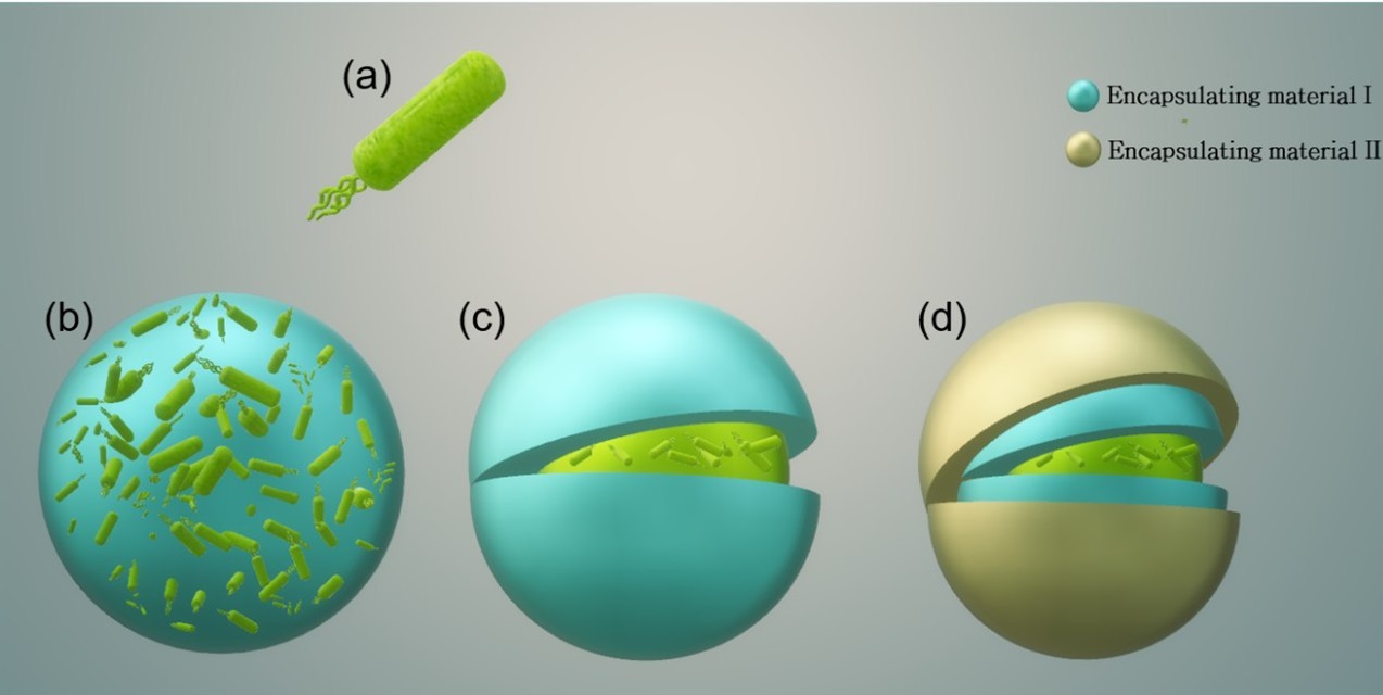 Microfluidic Microencapsulation of probiotic bacteria – Dr. Sajjad Janfaza