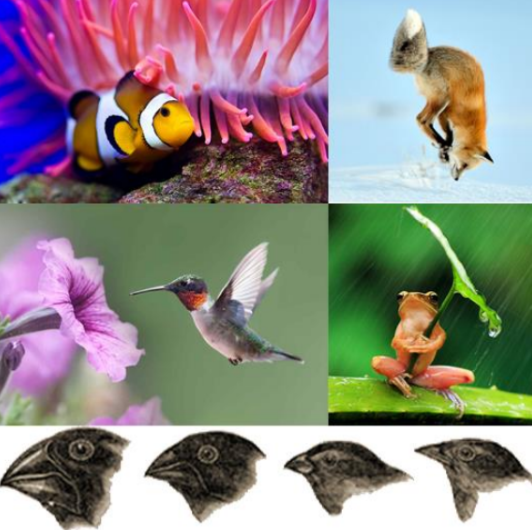 LEEF: Lessons Ecology and Evolution FUNdamentals | A UBC Let's Talk ...