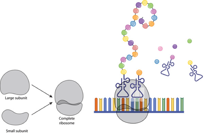 2.7 DNA Replication, Transcription, Translation – The Biology Classroom