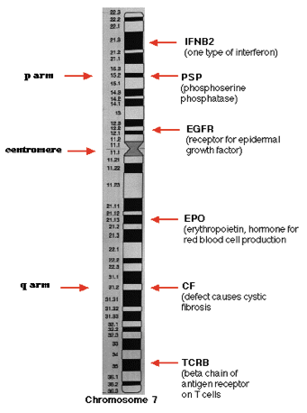 3.1 – Genes – The Biology Classroom
