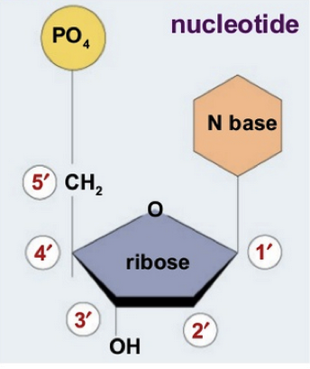 2.6 DNA Structure – The Biology Classroom