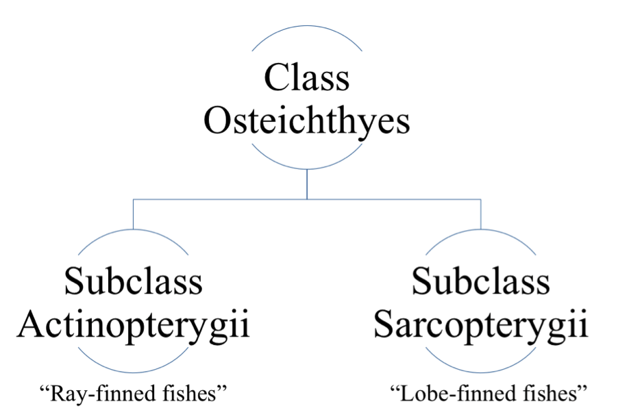 Class Osteichthyes – The Biology Classroom