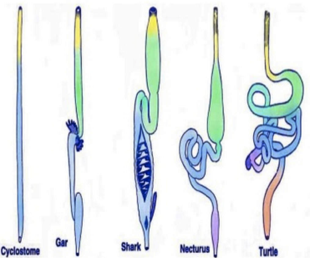 Class Reptilia – The Biology Classroom