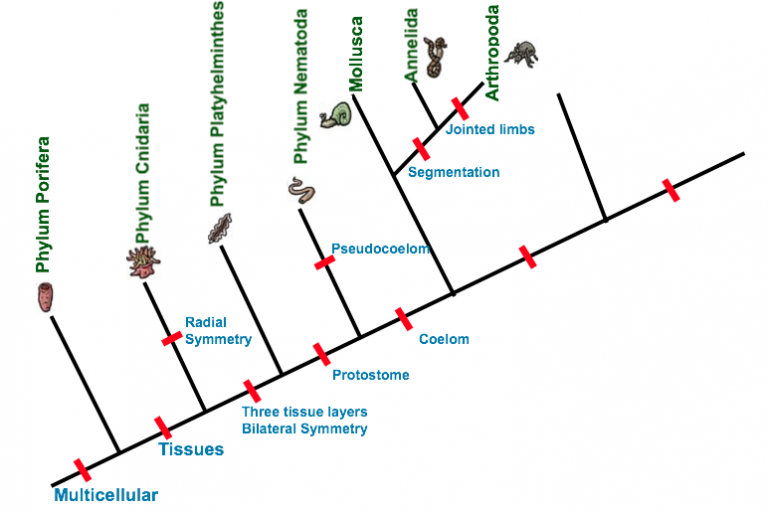 Unit 5-7: Phylum Arthropoda – The Biology Classroom