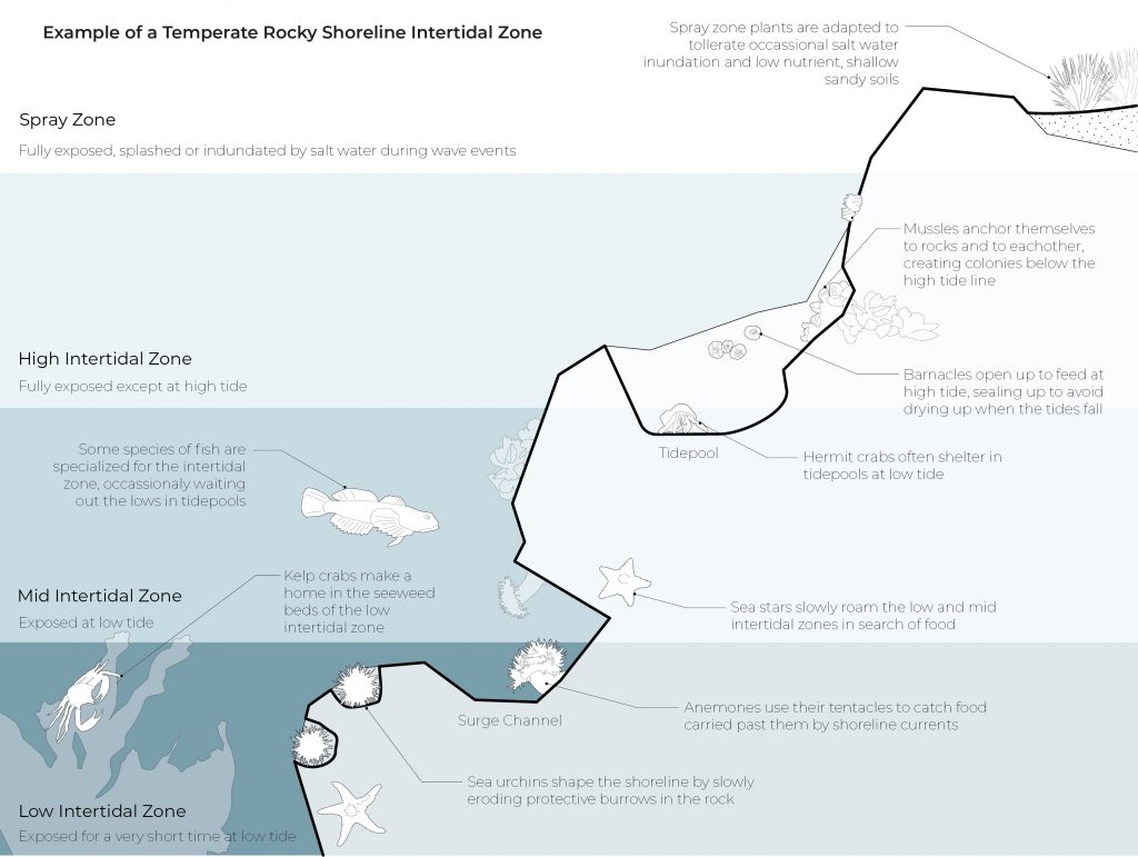 Intertidal Zones – Water in the Landscape